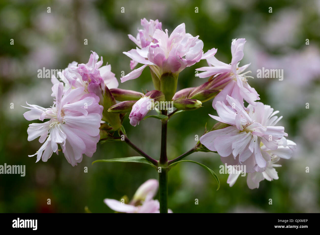 Delicate pale pink, double flowers of the soapwort, Saponaria ...