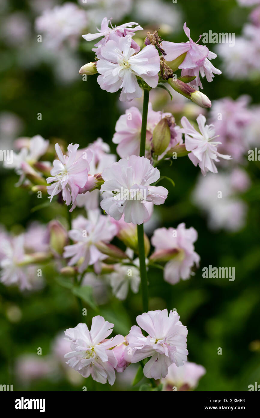 Delicate pale pink, double flowers of the soapwort, Saponaria ...