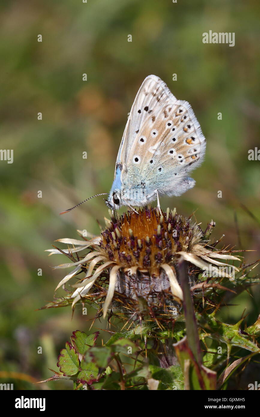 Chalkhill blue butterflies hi-res stock photography and images - Alamy