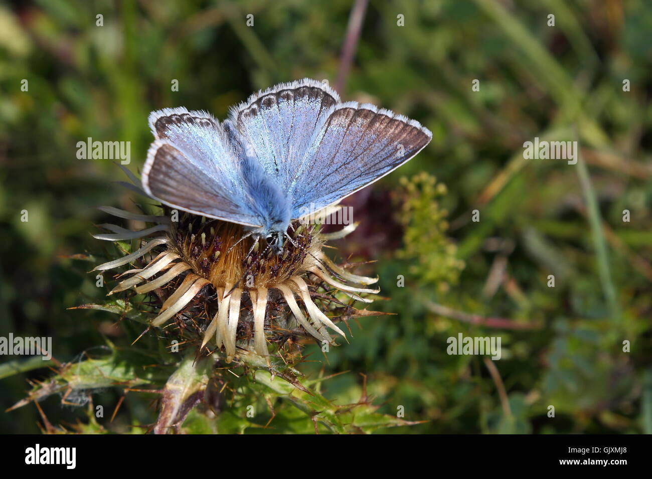 Chalkhill blue butterflies hi-res stock photography and images - Alamy