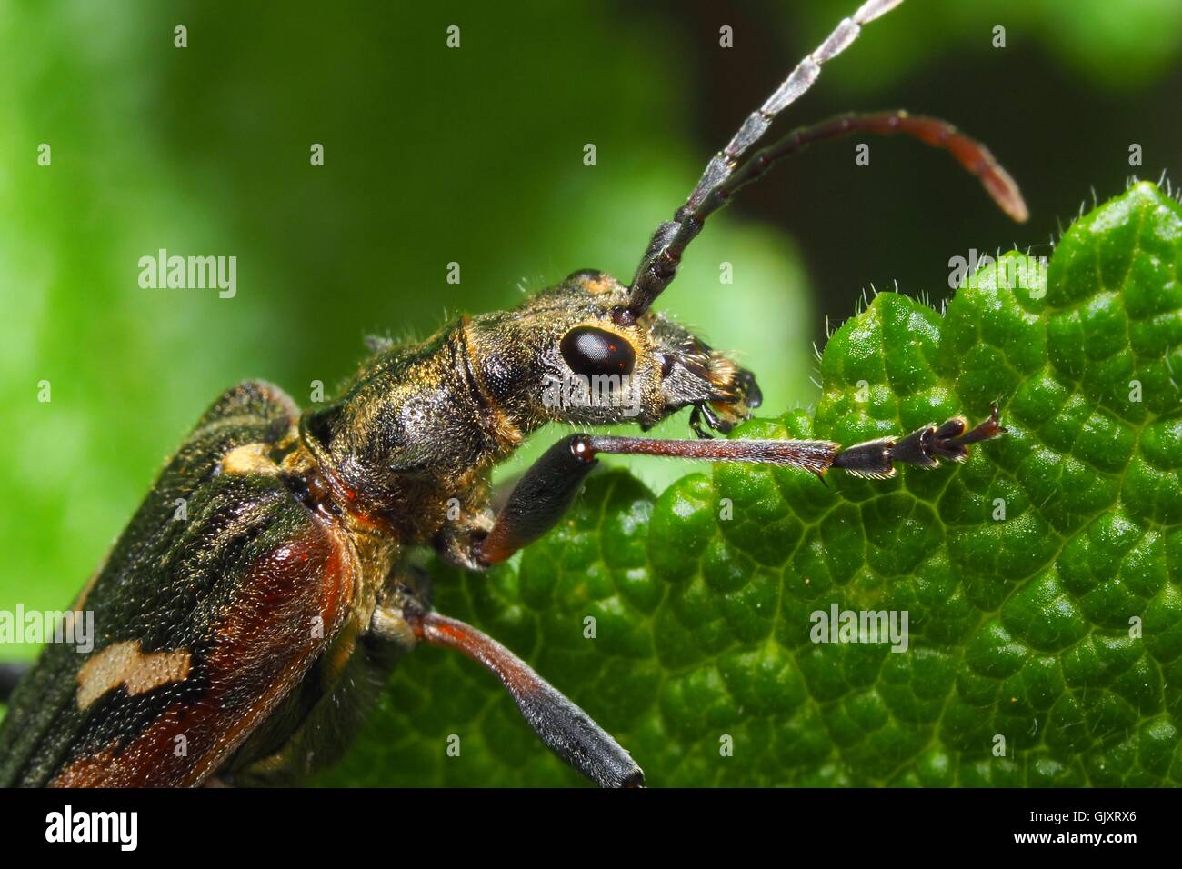 two banded longhorn beetle Stock Photo - Alamy
