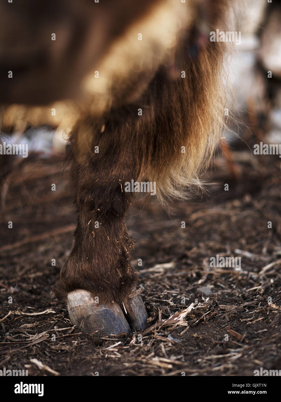 Cow hoof hi-res stock photography and images - Alamy
