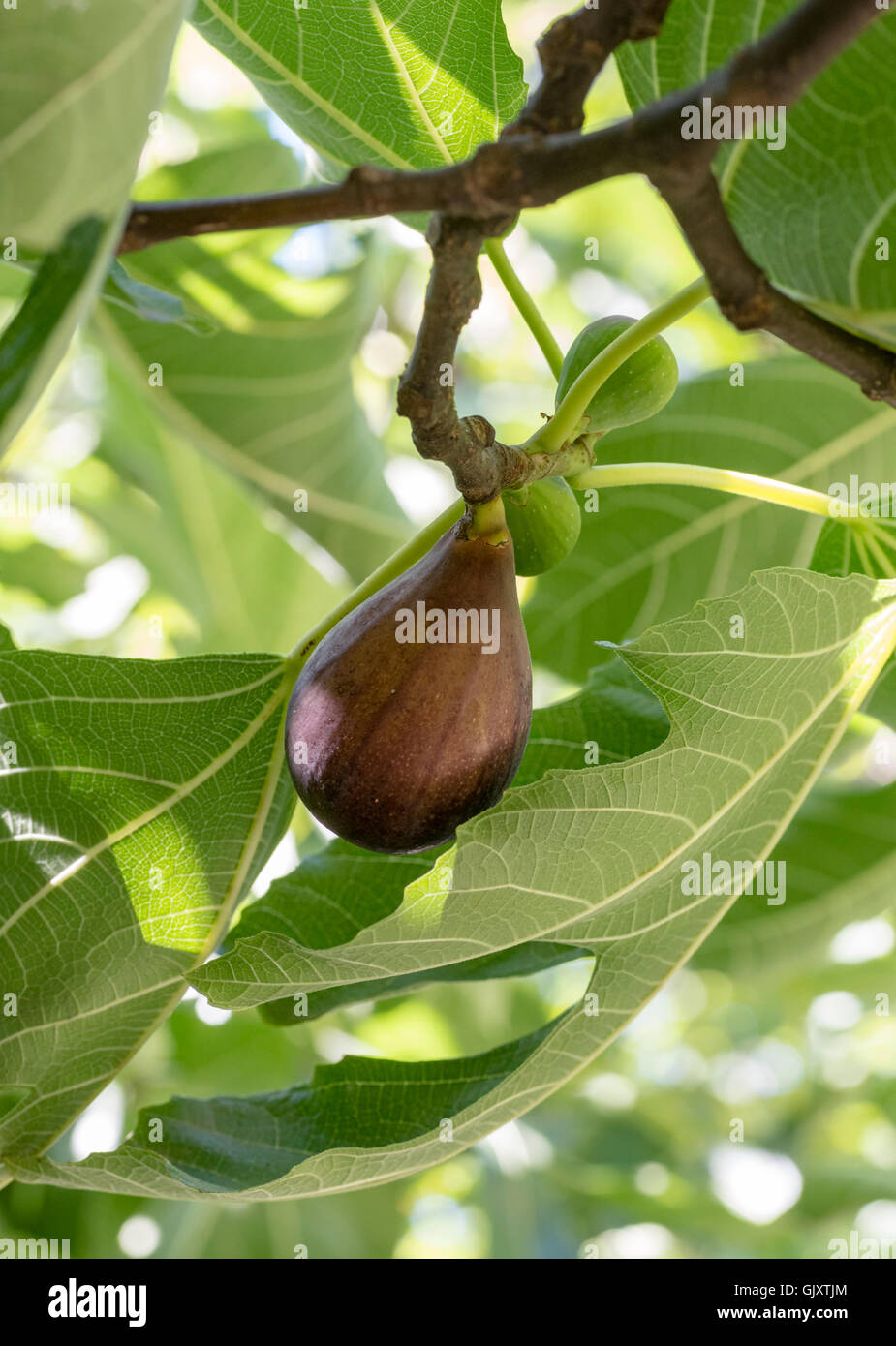 Fig tree fruit hi-res stock photography and images - Alamy