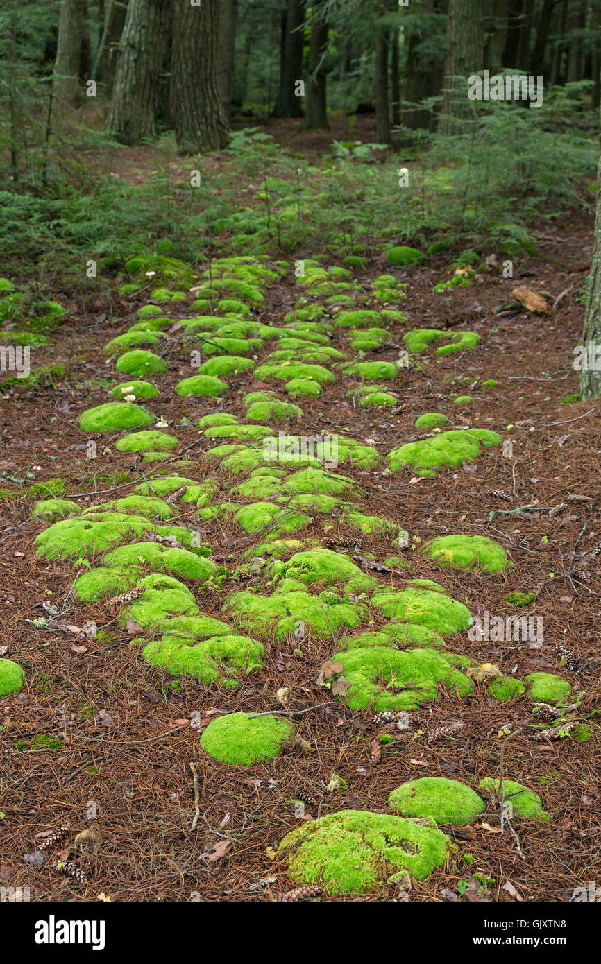 Munising michigan hi-res stock photography and images - Alamy
