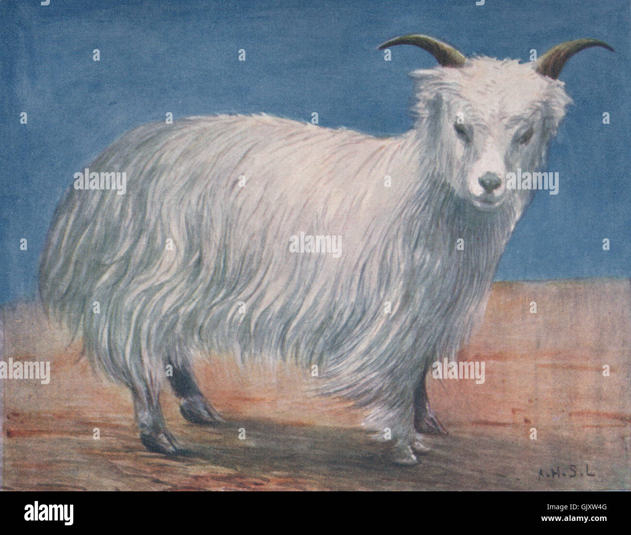'Tibetan goat' by Arnold Henry Savage Landor. Tibet, antique print 1905 ...