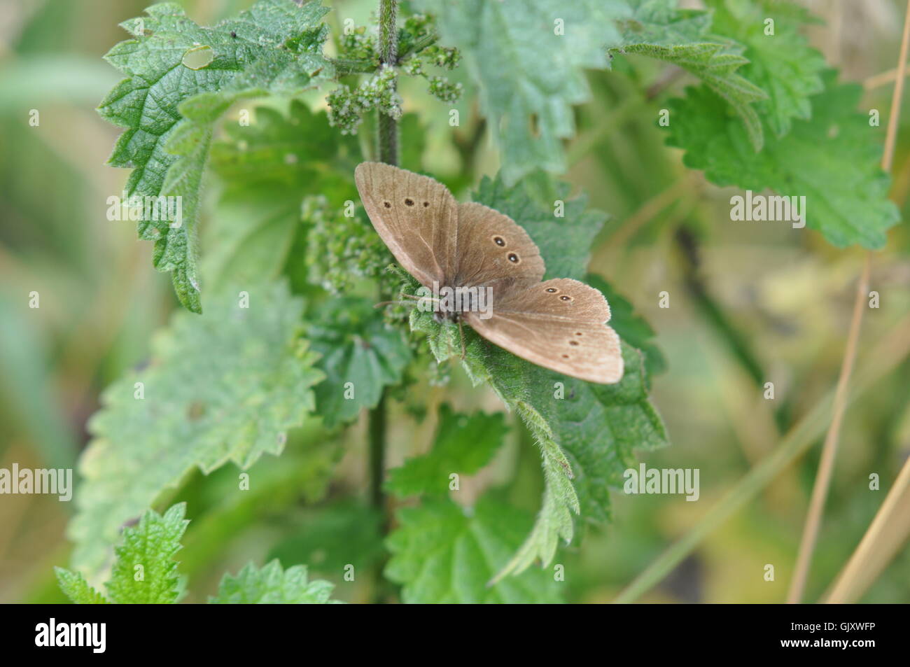 Butterfly flying on meadow hi-res stock photography and images - Alamy