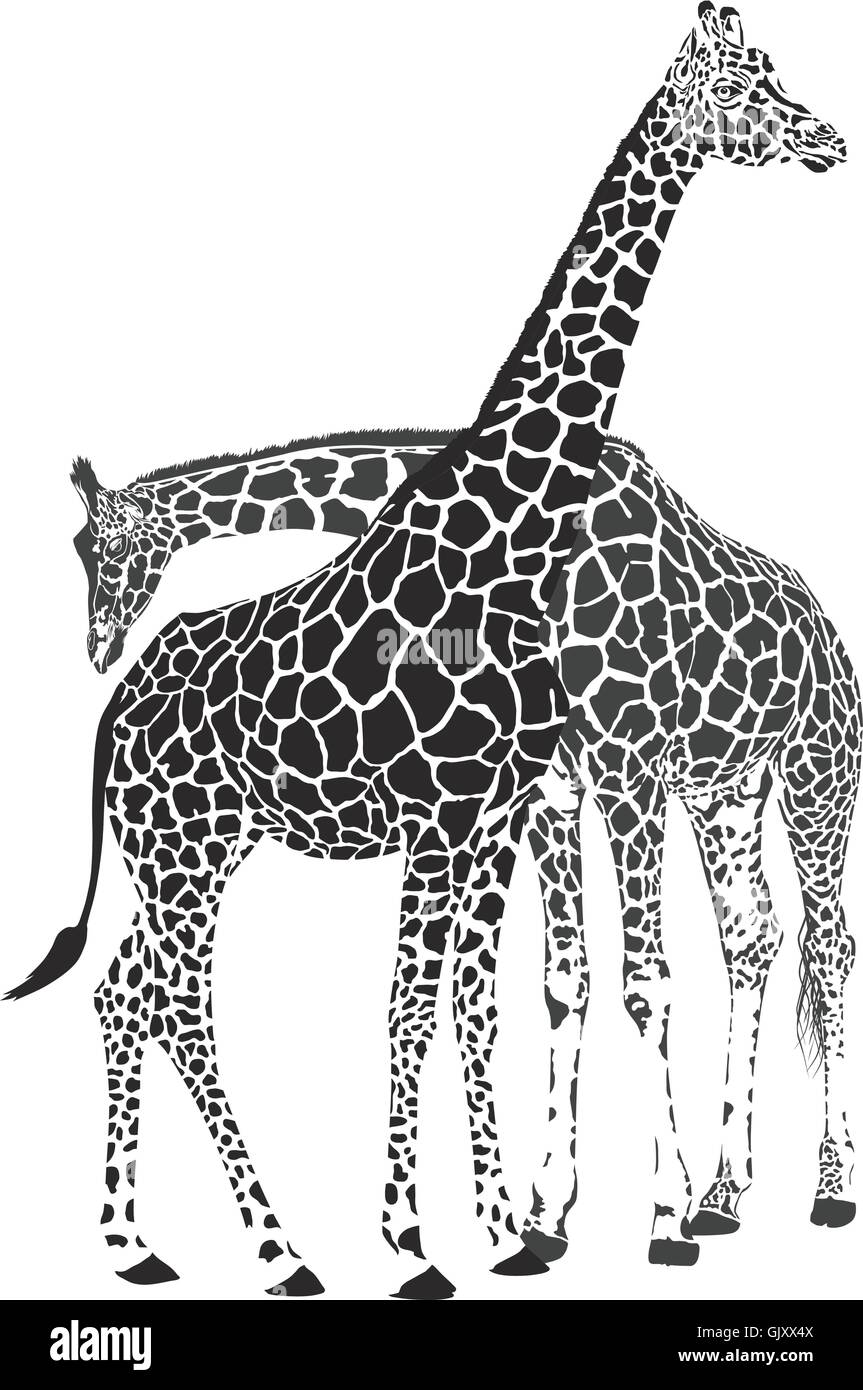 Black line art of giraffes hi-res stock photography and images - Alamy