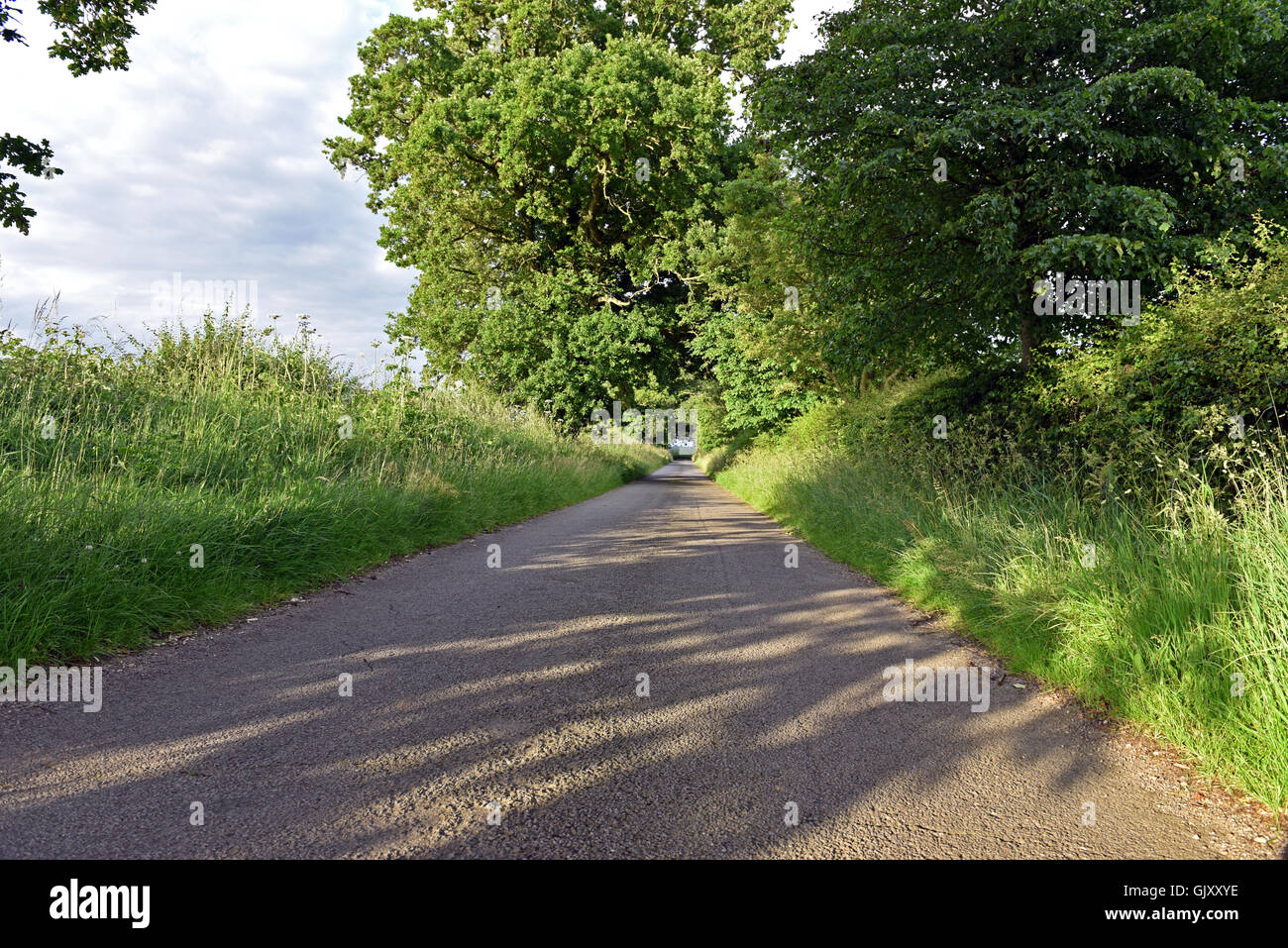 A quiet country lane flanked by hedgerows and trees in the Norfolk ...