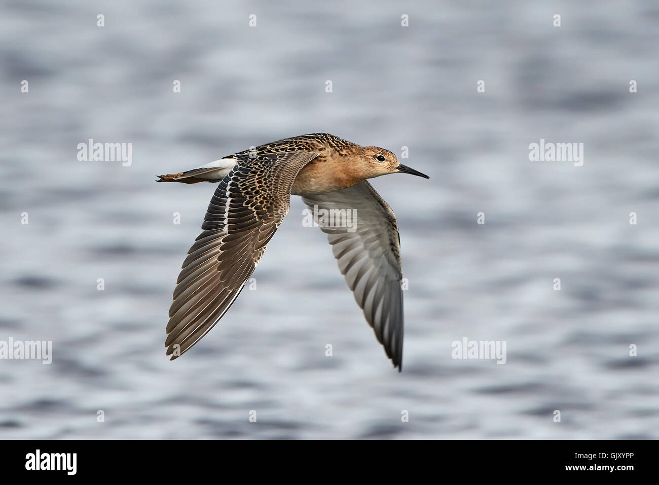 Ruff in flight with blue water in the background Stock Photo - Alamy