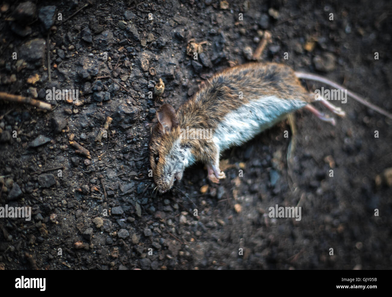 Dead Field Mouse Stock Photo - Alamy