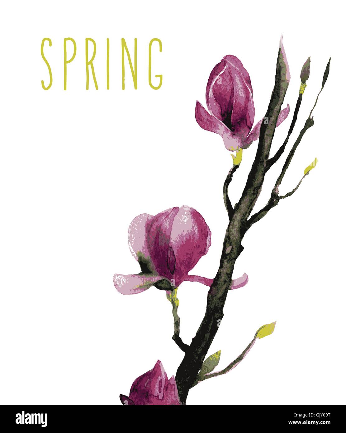 White pink magnolia tree Stock Vector Images - Alamy