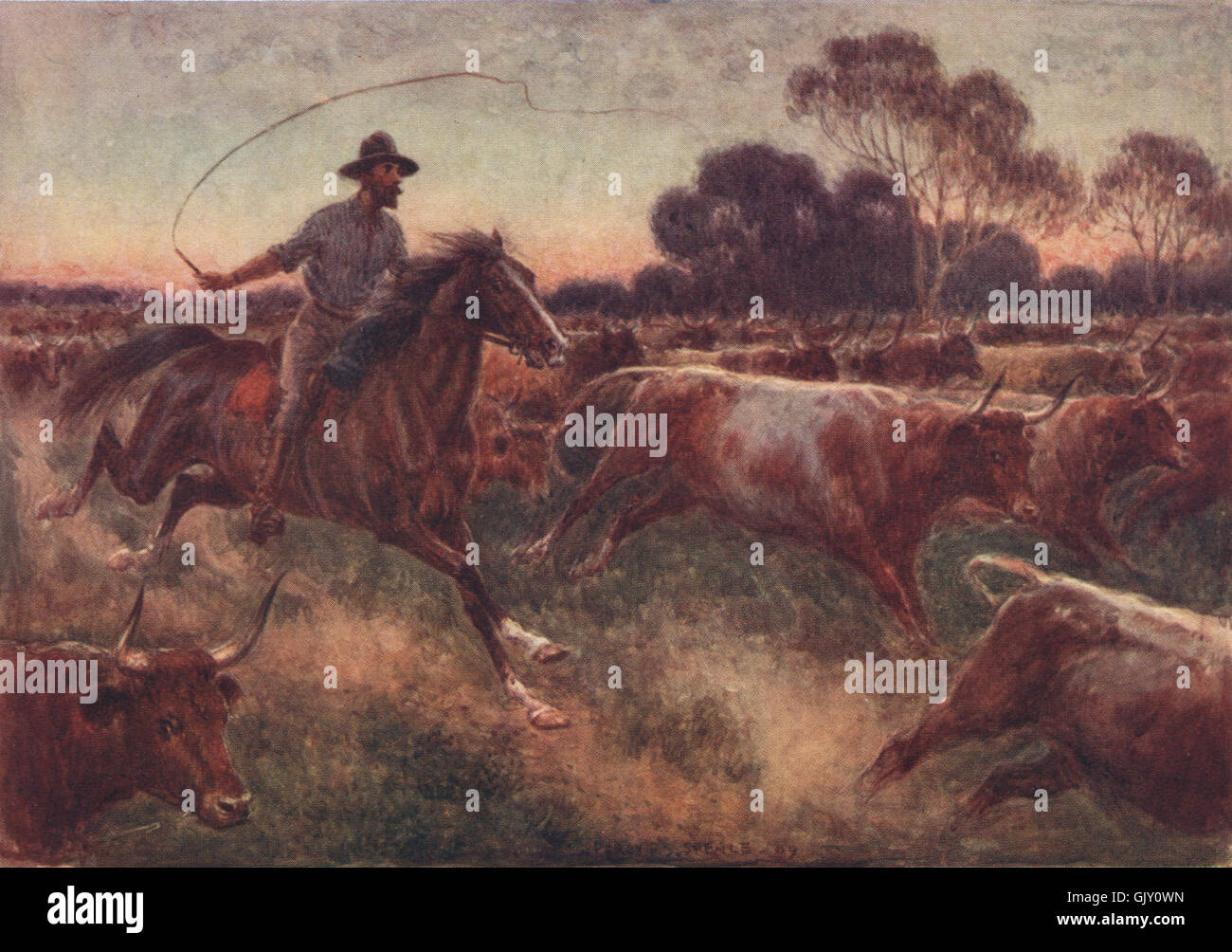 'A cattle rush at dawn' by Percy Spence. Australia, antique print 1910 ...