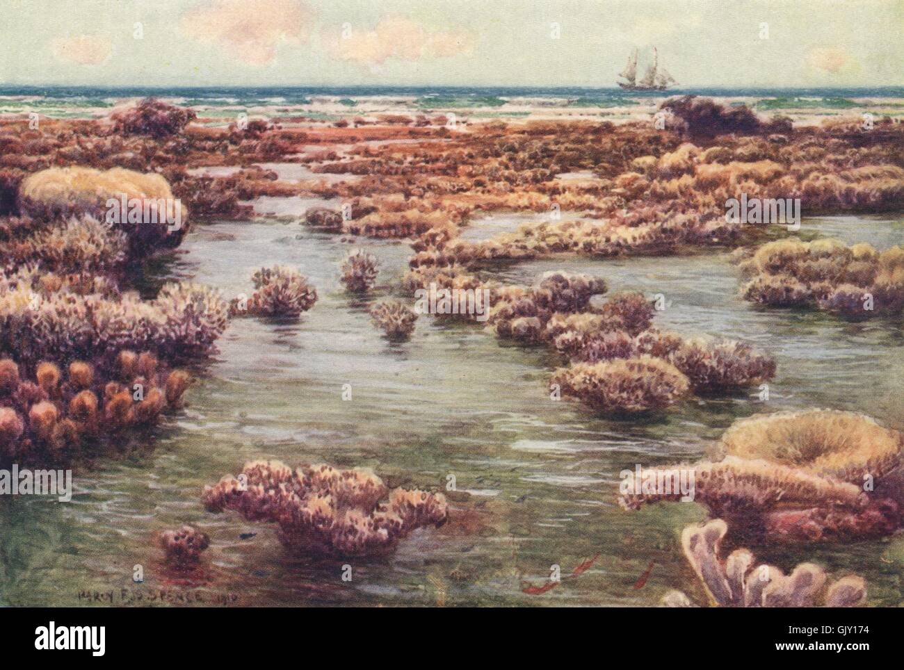 'Great Barrier, Reef, Queensland' by Percy Spence. Australia, old print ...