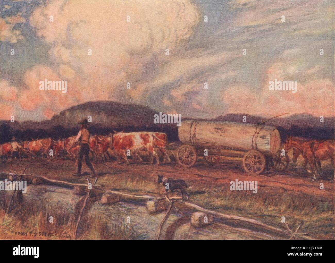 'Bullock team drawing timber' by Percy Spence. Australia, antique print ...