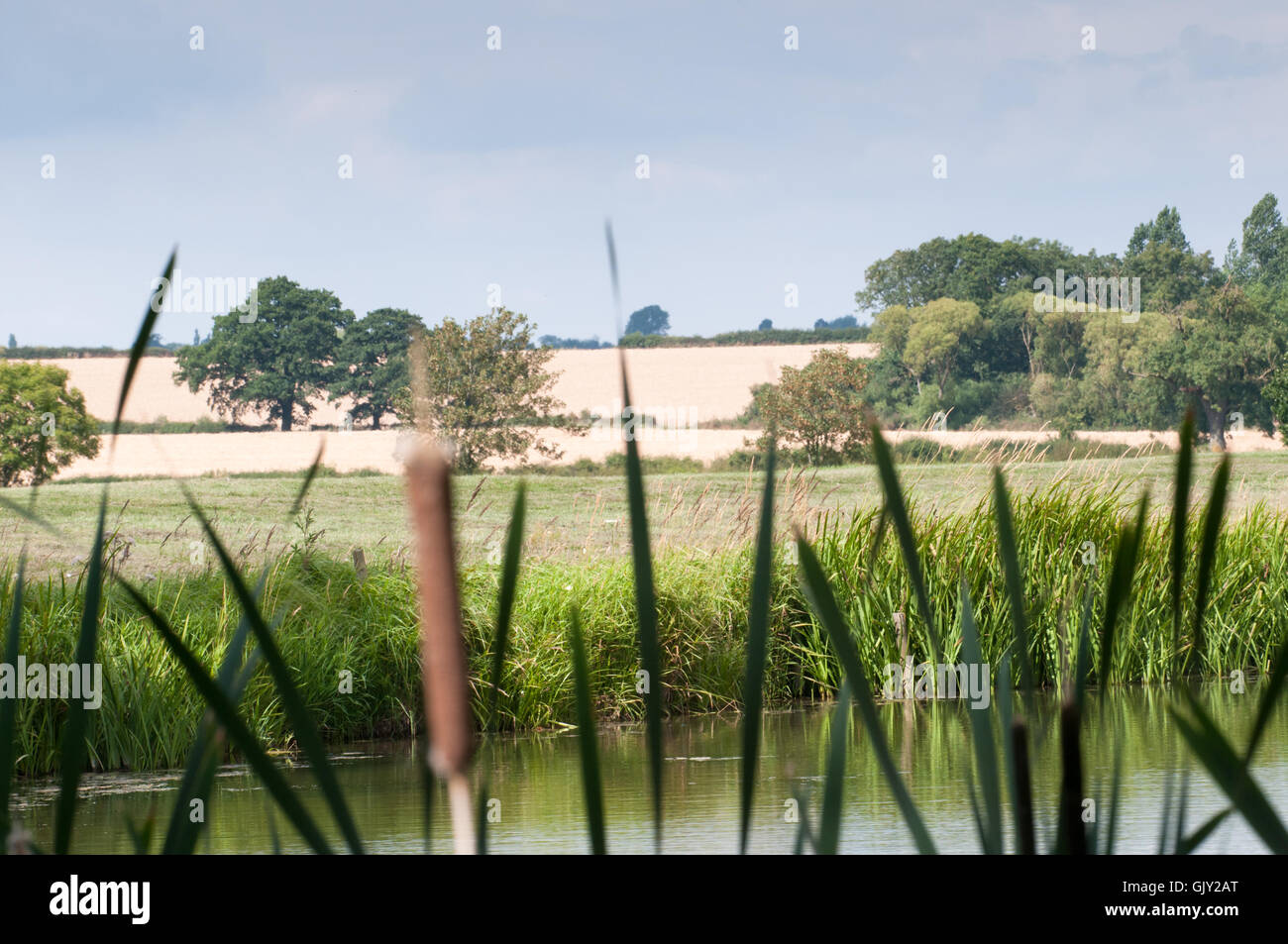 Reeds river bank riverbank hi-res stock photography and images - Alamy