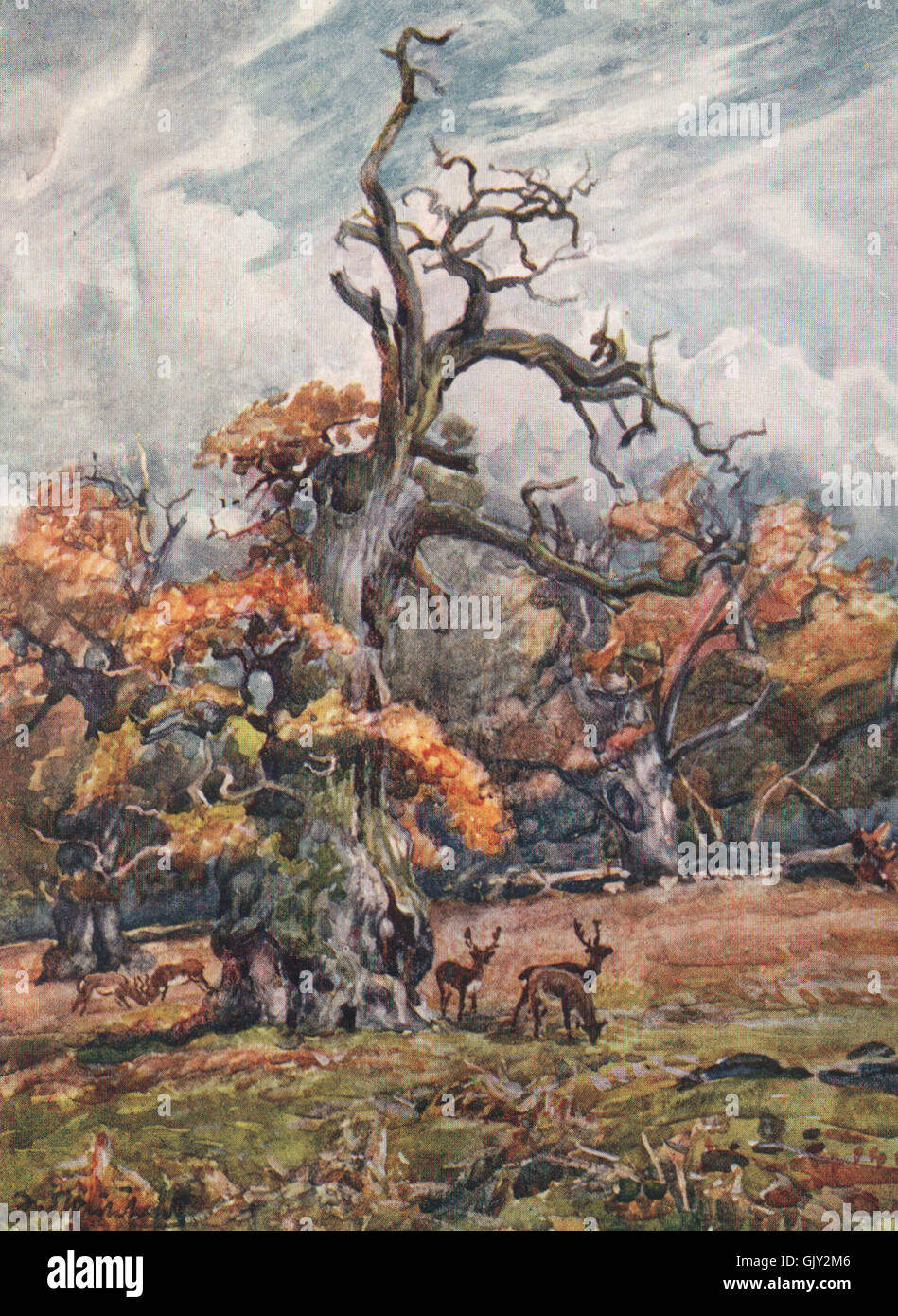 'Packington Park' by Frederick Whitehead. Warwickshire, antique print ...