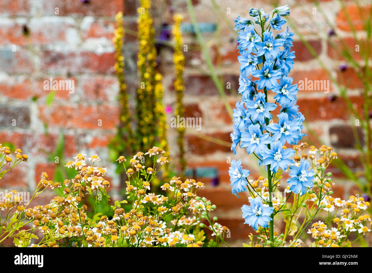 wild flowers growing in an english countryside landscape Stock Photo ...