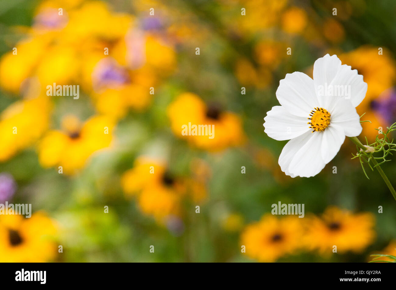 Bed of wild flowers hi-res stock photography and images - Alamy