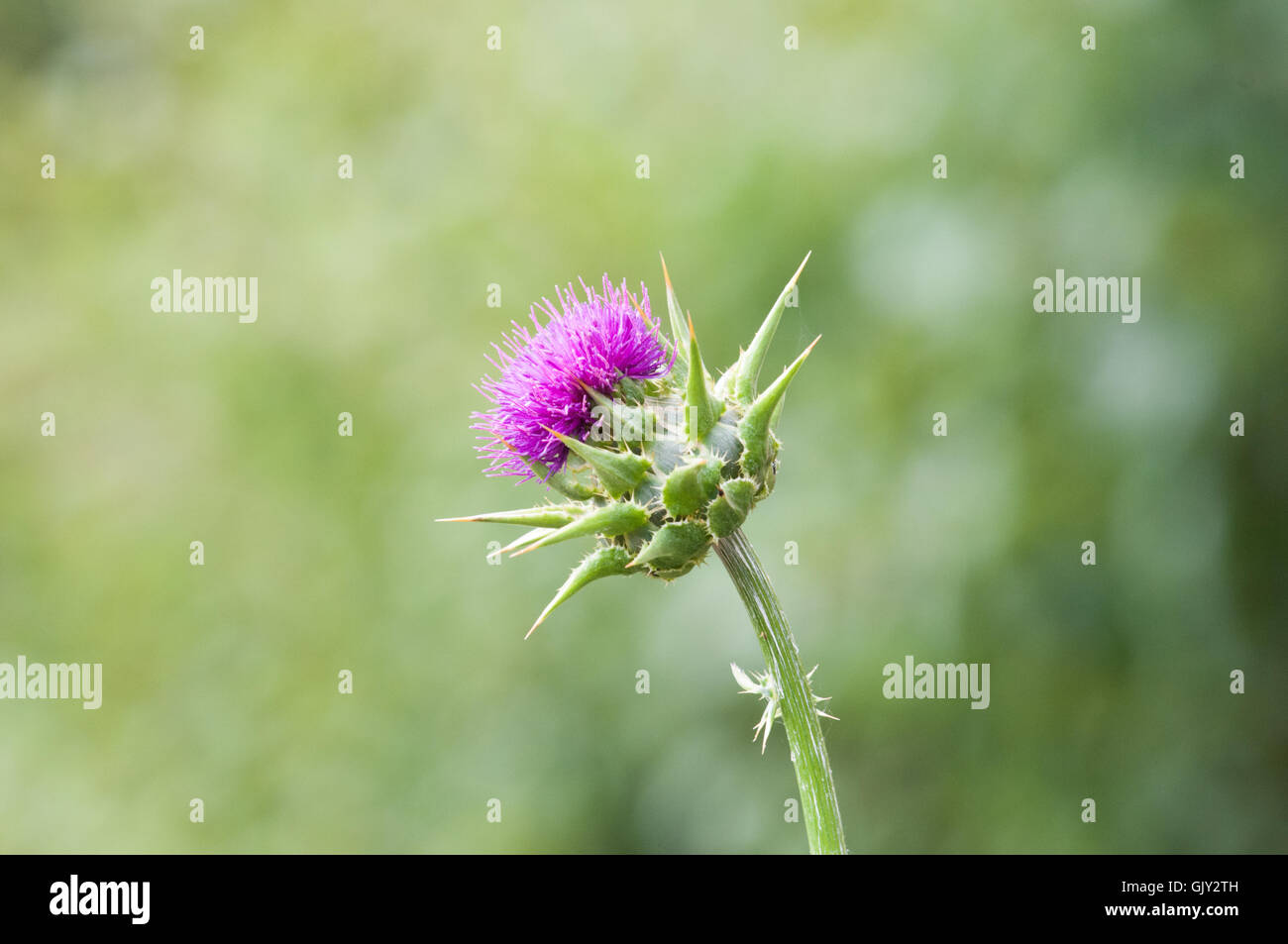 Green thistle background hi-res stock photography and images - Alamy