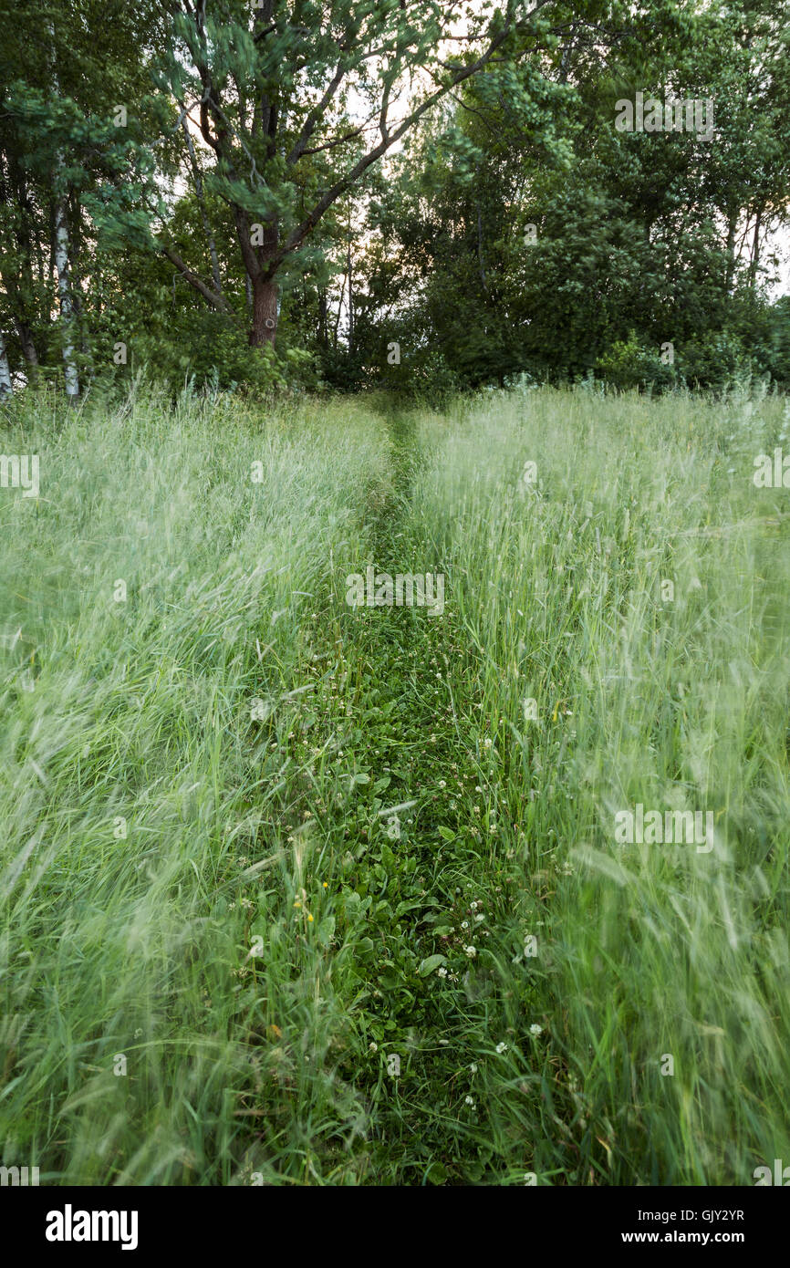 Path and waving crops at a field and waving trees in a forest in ...