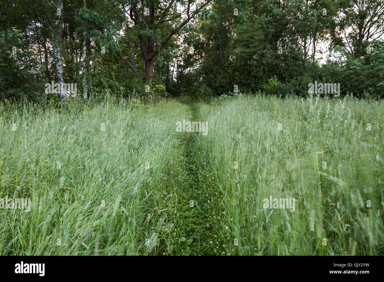 Path and waving crops at a field and waving trees in a forest in ...