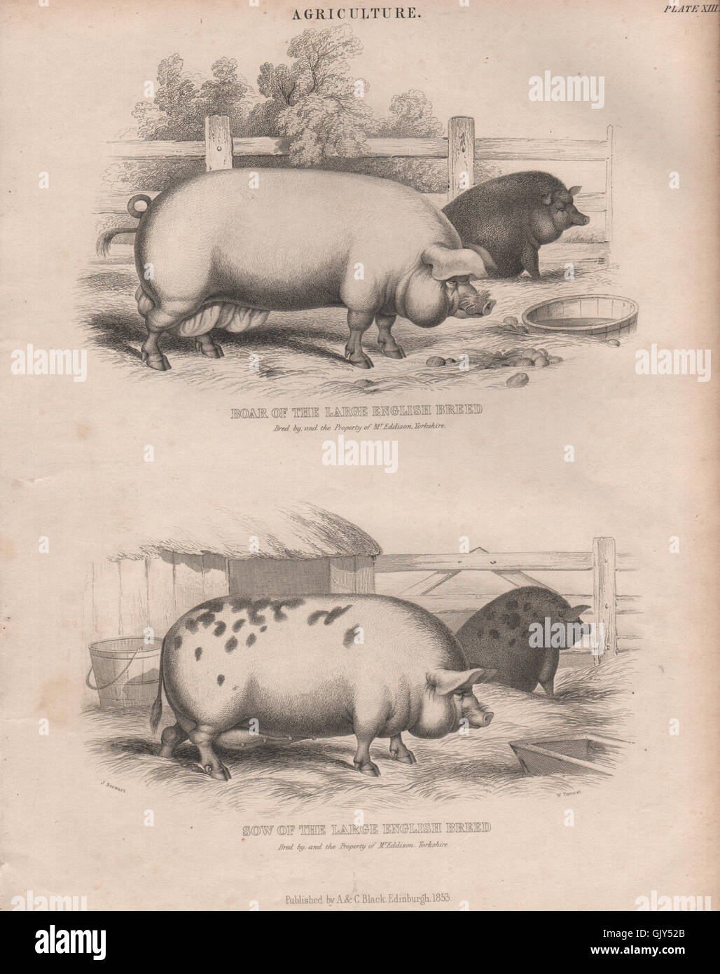 Agriculture. Boar & Sow of the large English Breed. BRITANNICA, old ...