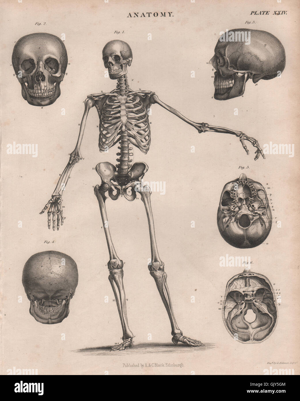 Anatomy. Human skeleton front. skull. BRITANNICA, antique print 1860 ...