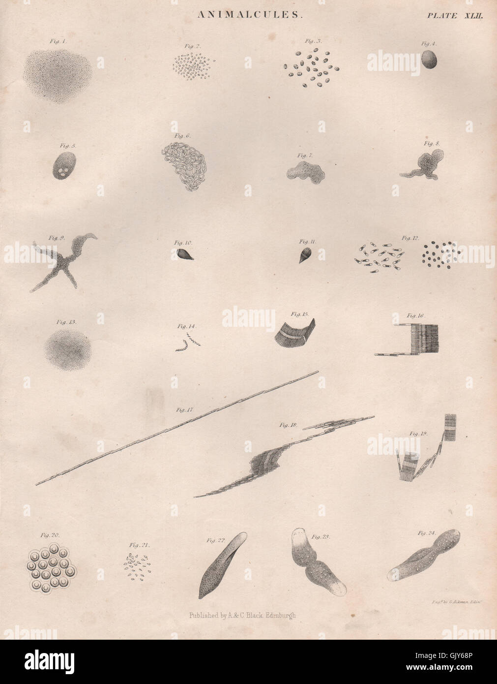 Animalcules hi-res stock photography and images - Alamy