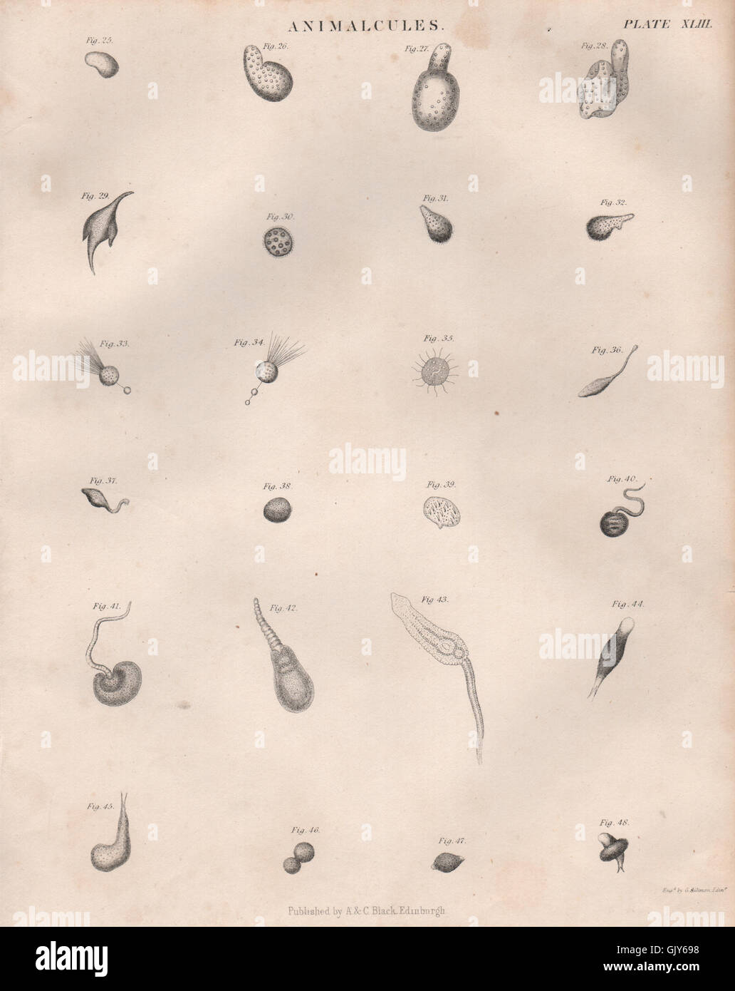 Animalcules. Protozoans 2. BRITANNICA, antique print 1860 Stock Photo ...