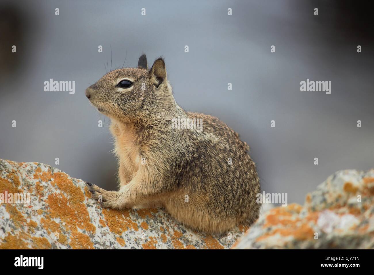 Yellow ground squirrel hi-res stock photography and images - Alamy