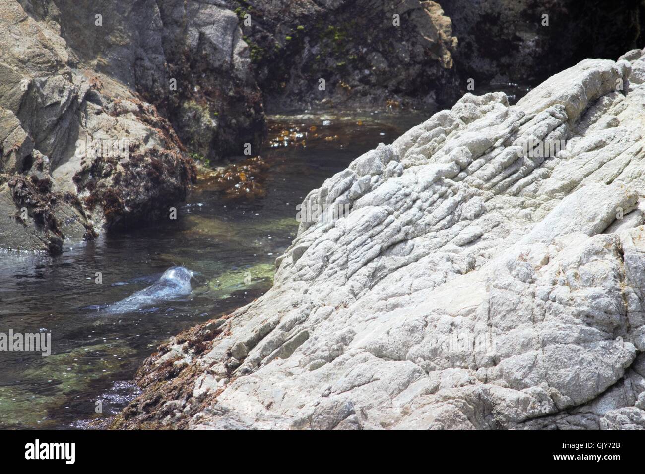 Seal swimming through rocks 17 mile drive California Stock Photo - Alamy
