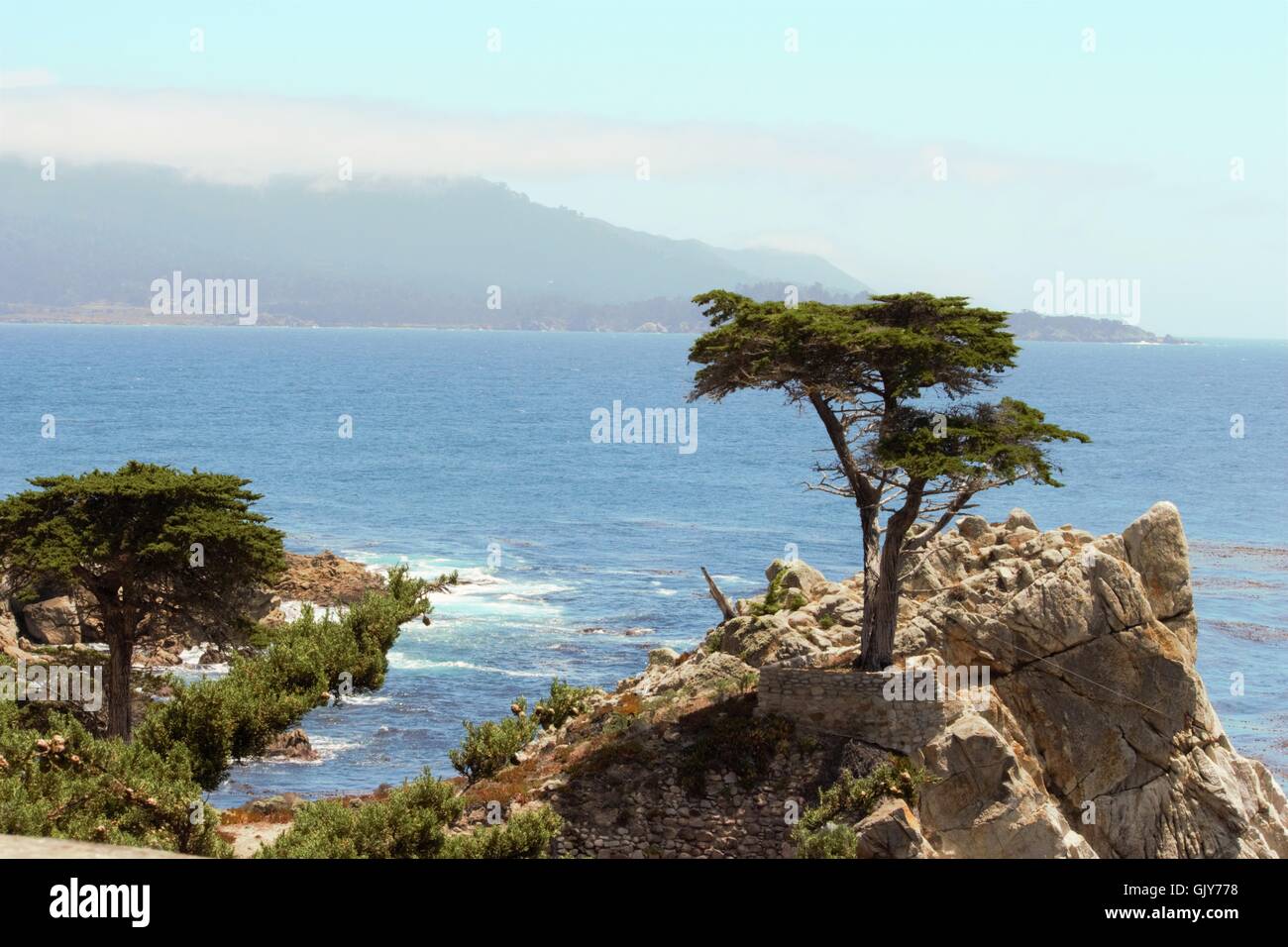 Cypress, Green, Stones, Cliffs, Coast, California Stock Photo - Alamy