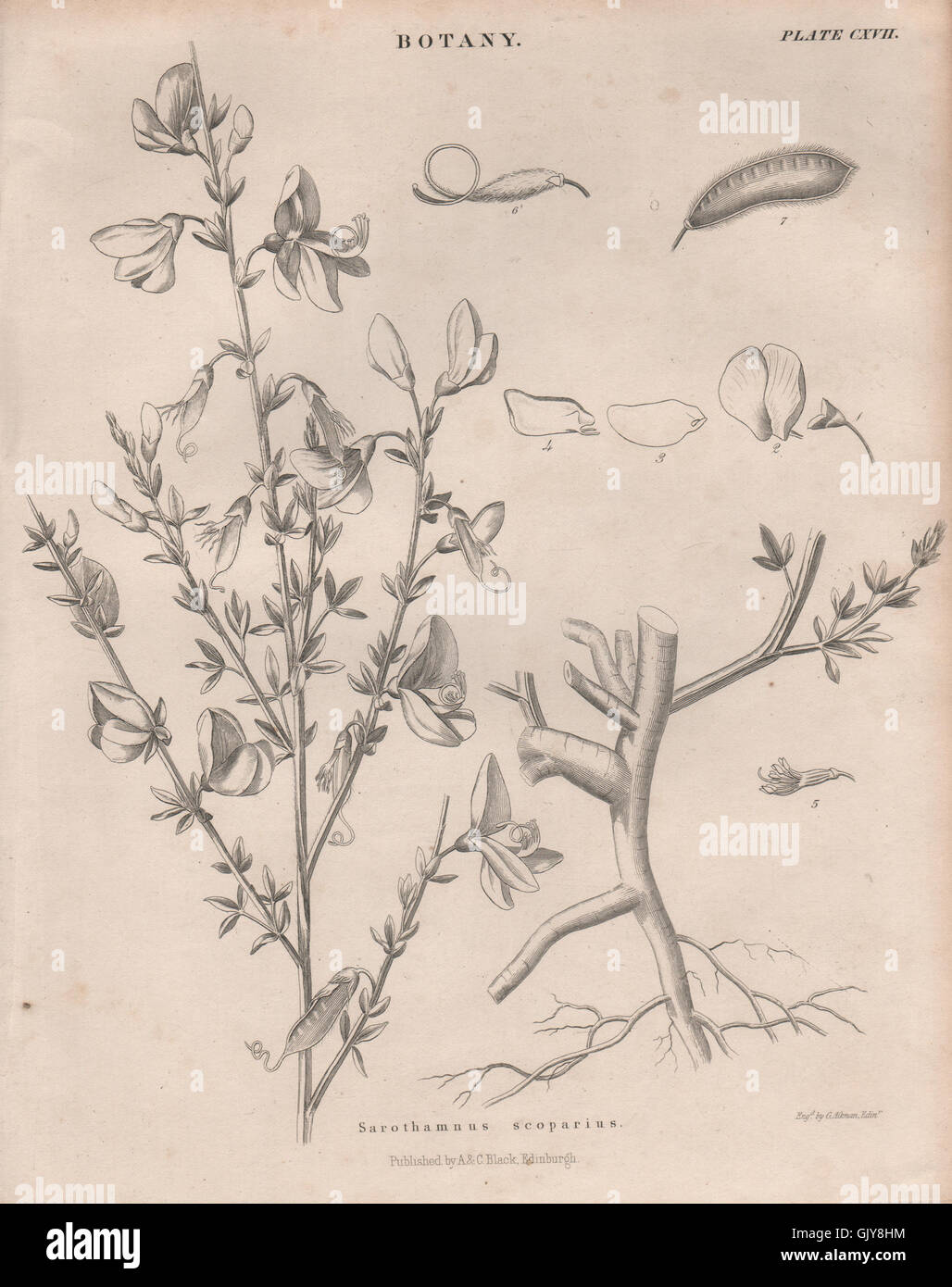 Sarothamnus Scoparius (Cytisus scoparius, common, Scot's or Scotch ...