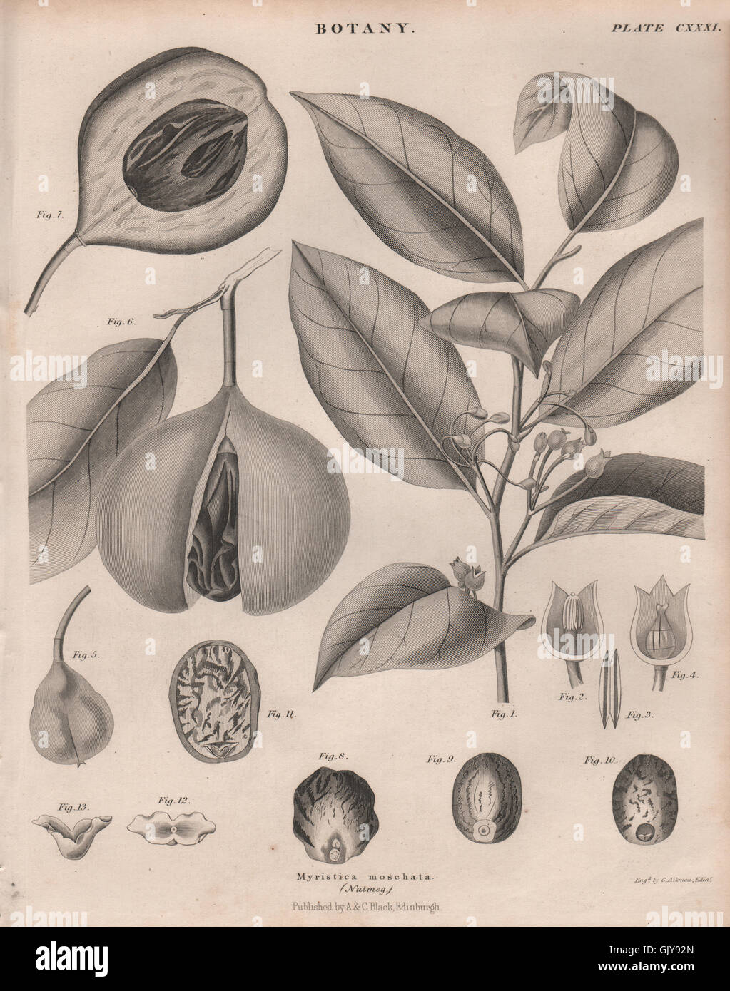 Nutmeg botany hi-res stock photography and images - Alamy