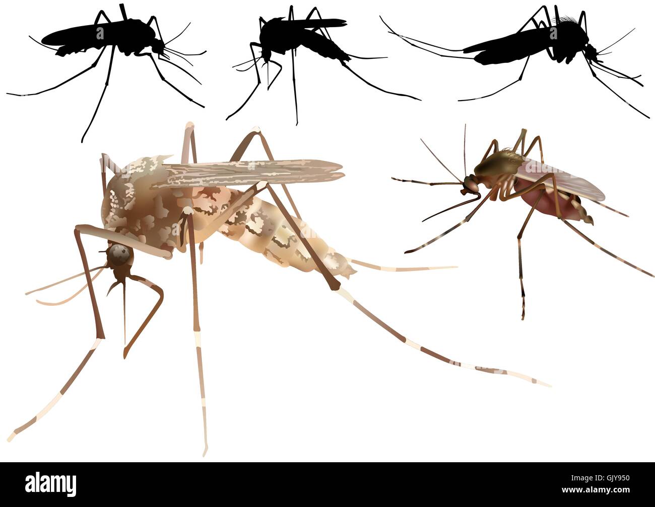 Mosquito detail Stock Vector Images - Alamy