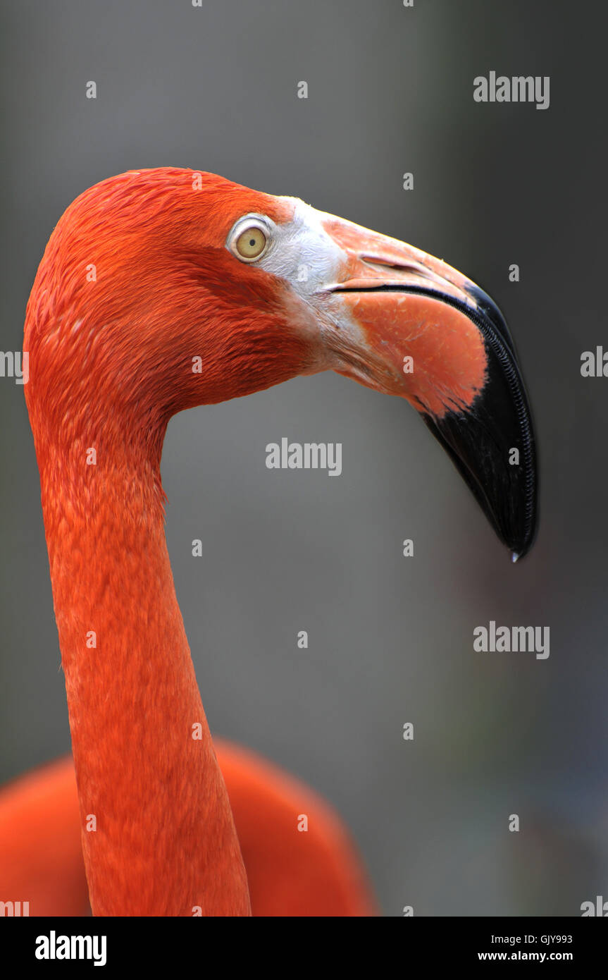 Colony of birds hi-res stock photography and images - Alamy