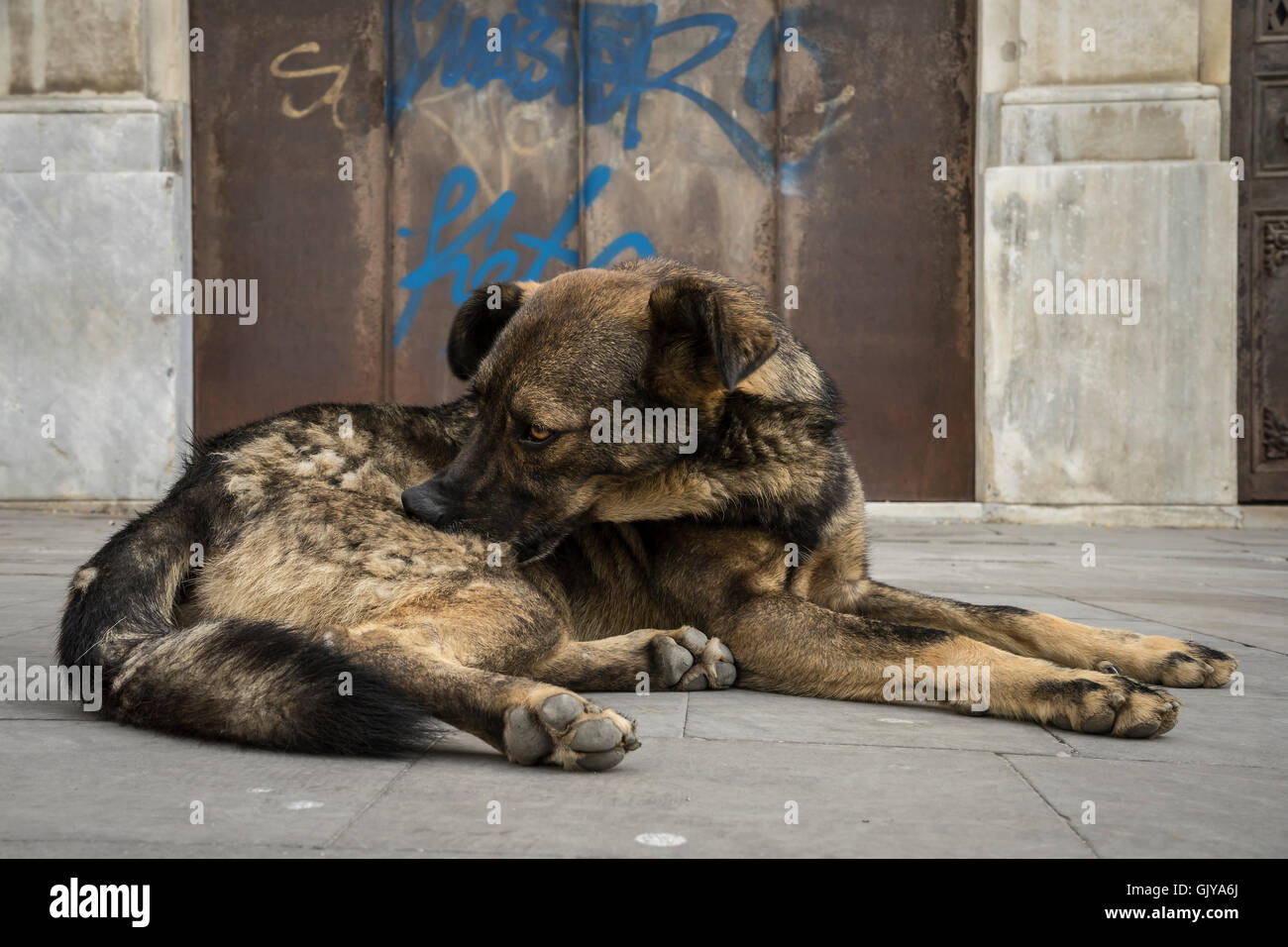 Istanbul street dog Stock Photo - Alamy