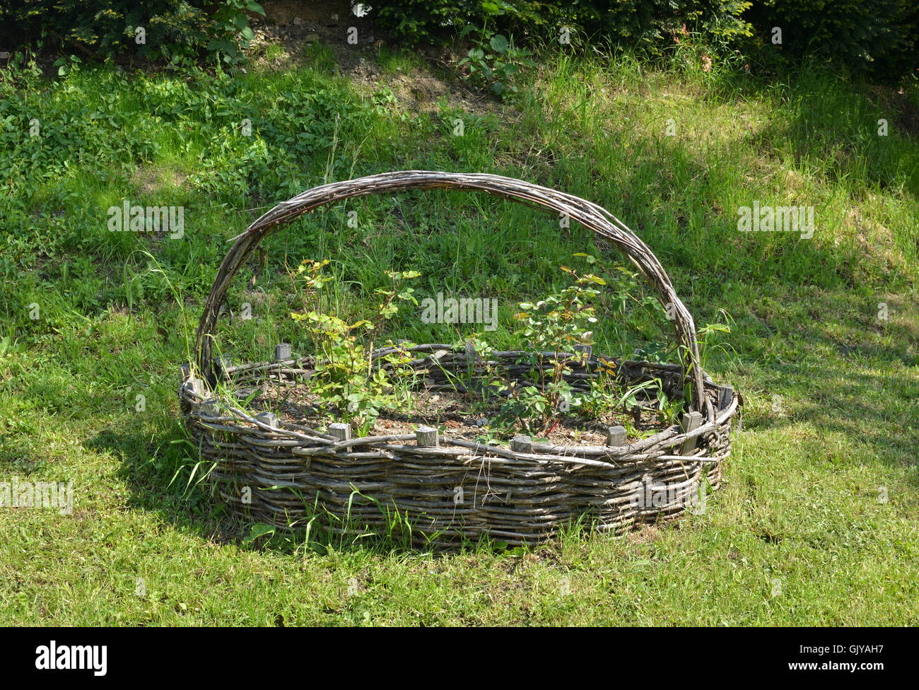 Plants on the lawn hi-res stock photography and images - Alamy
