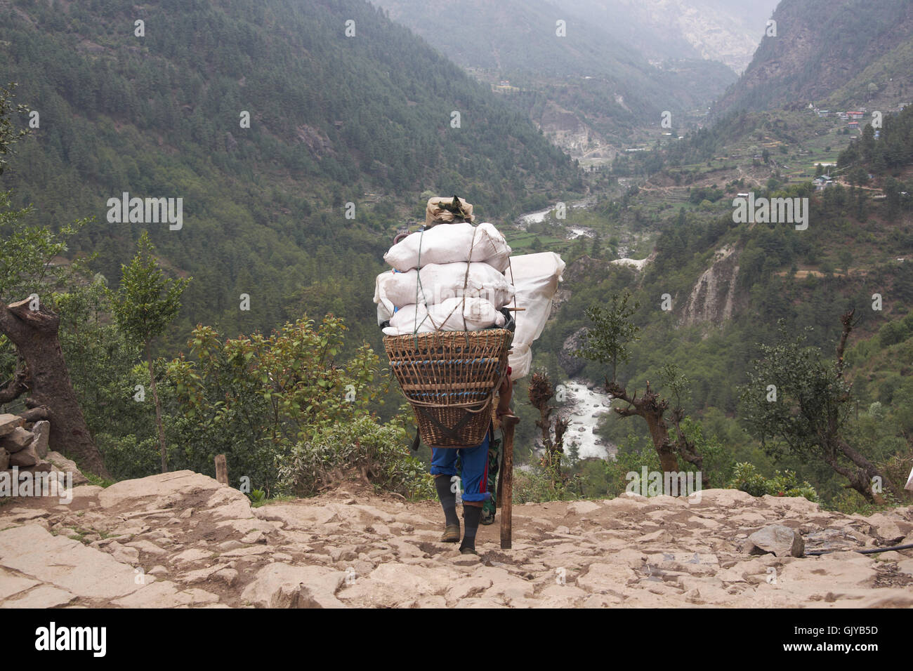 Porter carrying a very heavy load along a path in the Himalaya ...