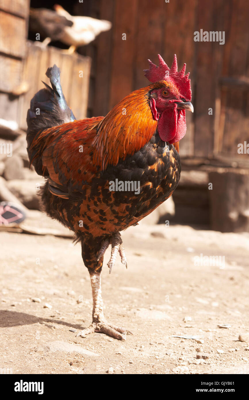 Rooster standing on one leg hi-res stock photography and images - Alamy