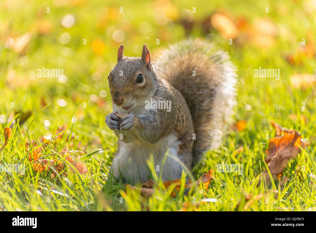 Squirrel holding a peanut Stock Photo - Alamy