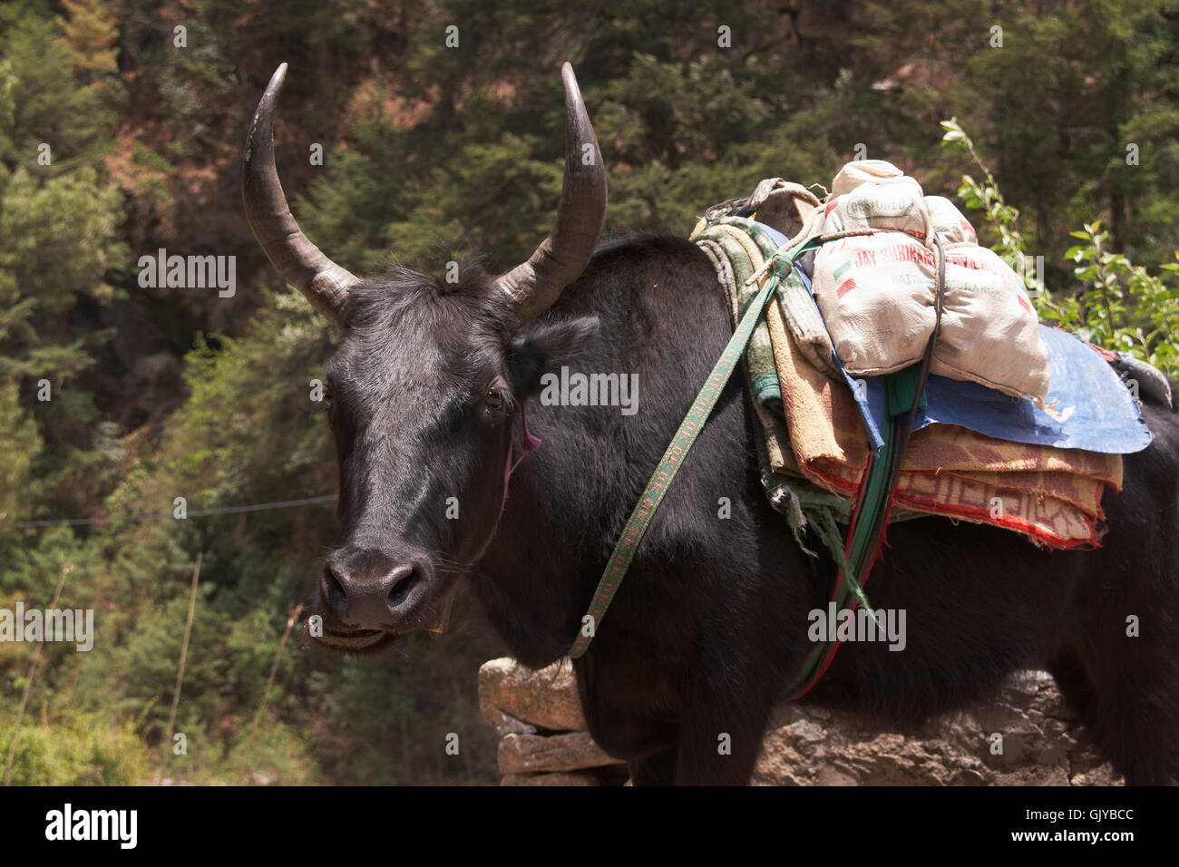Expressive yak carrying baggage along the trekking route to Everest ...