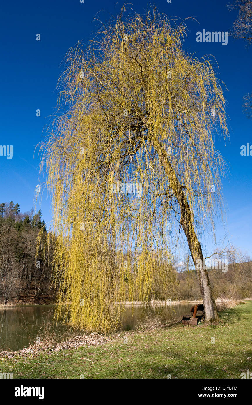 Willow sprout hi-res stock photography and images - Alamy
