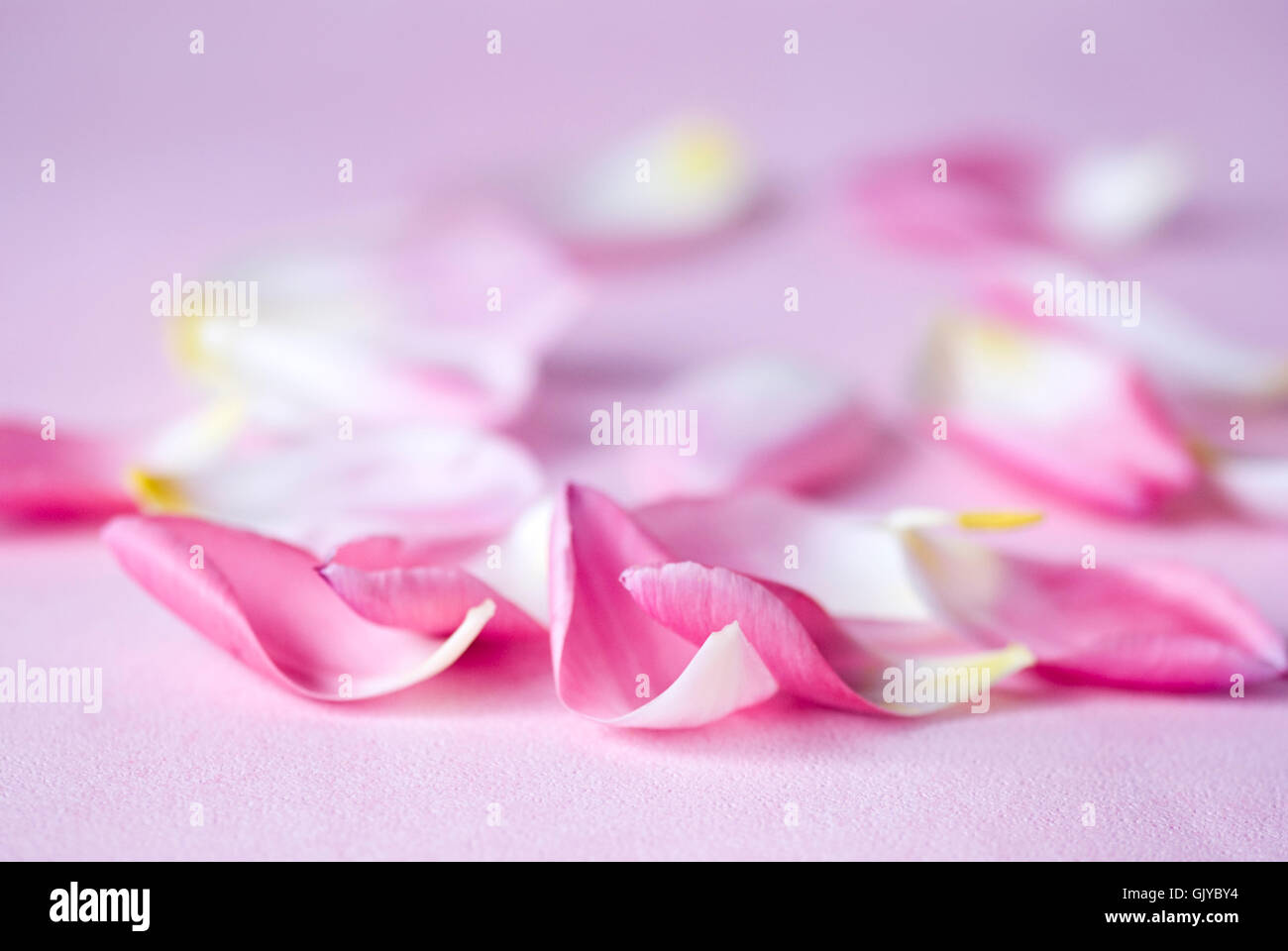 Flourish petals hi-res stock photography and images - Alamy