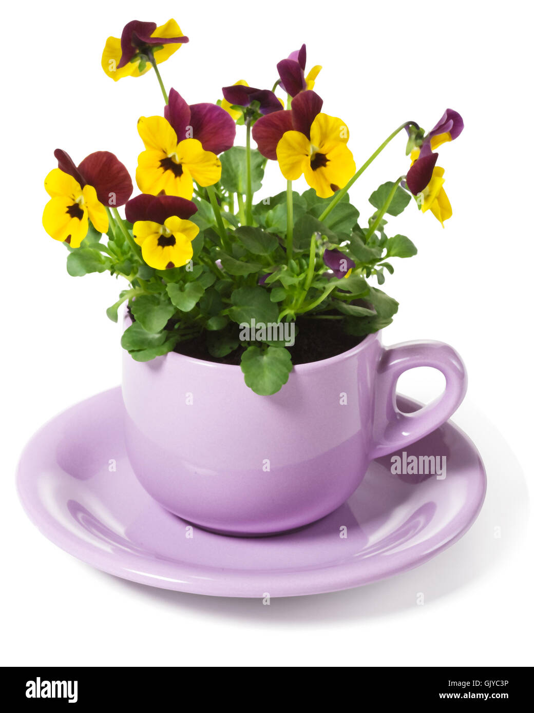 Pansy purple Cut Out Stock Images & Pictures - Alamy