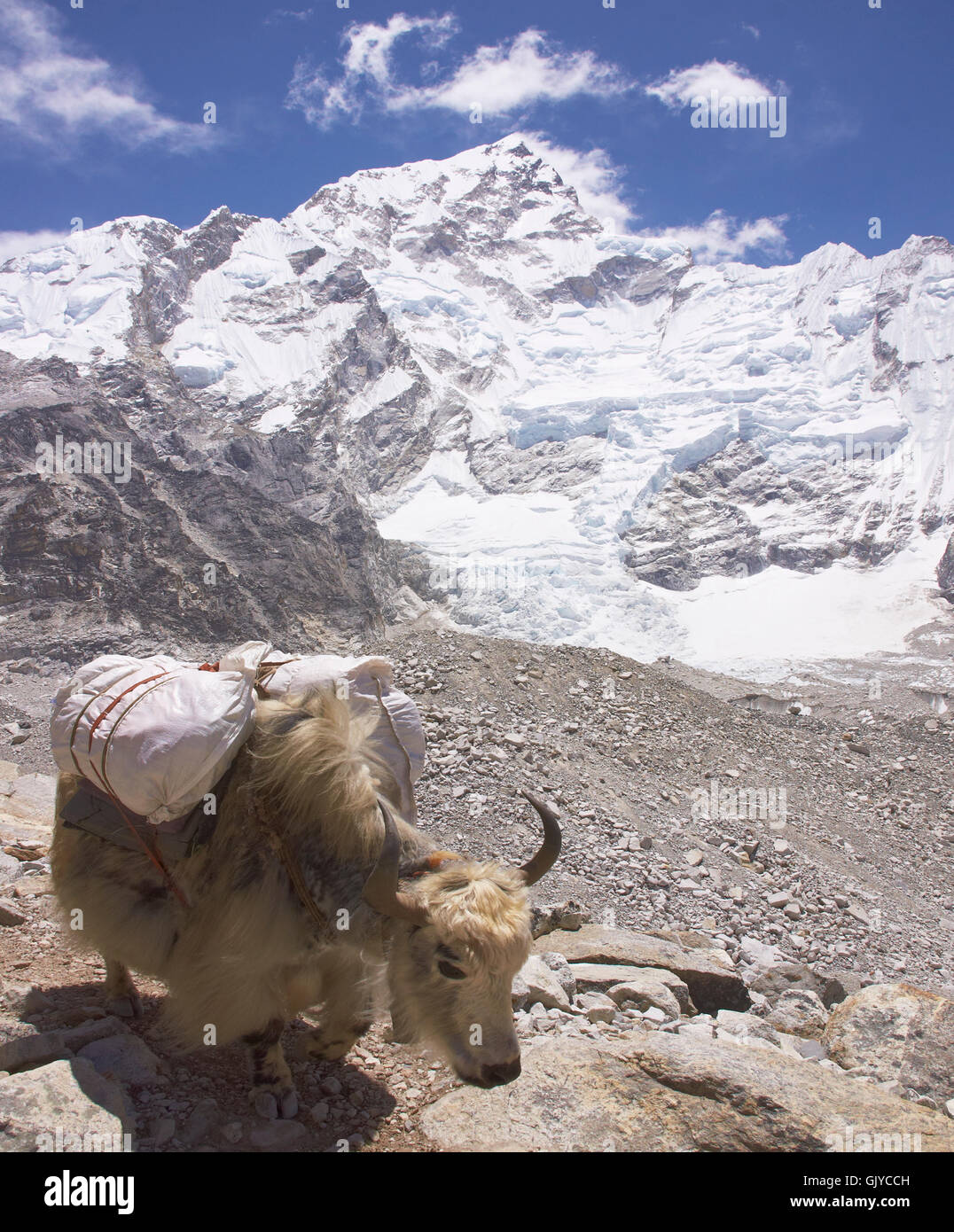 Yak carrying baggage to Everest Base Camp high in the Himalaya ...