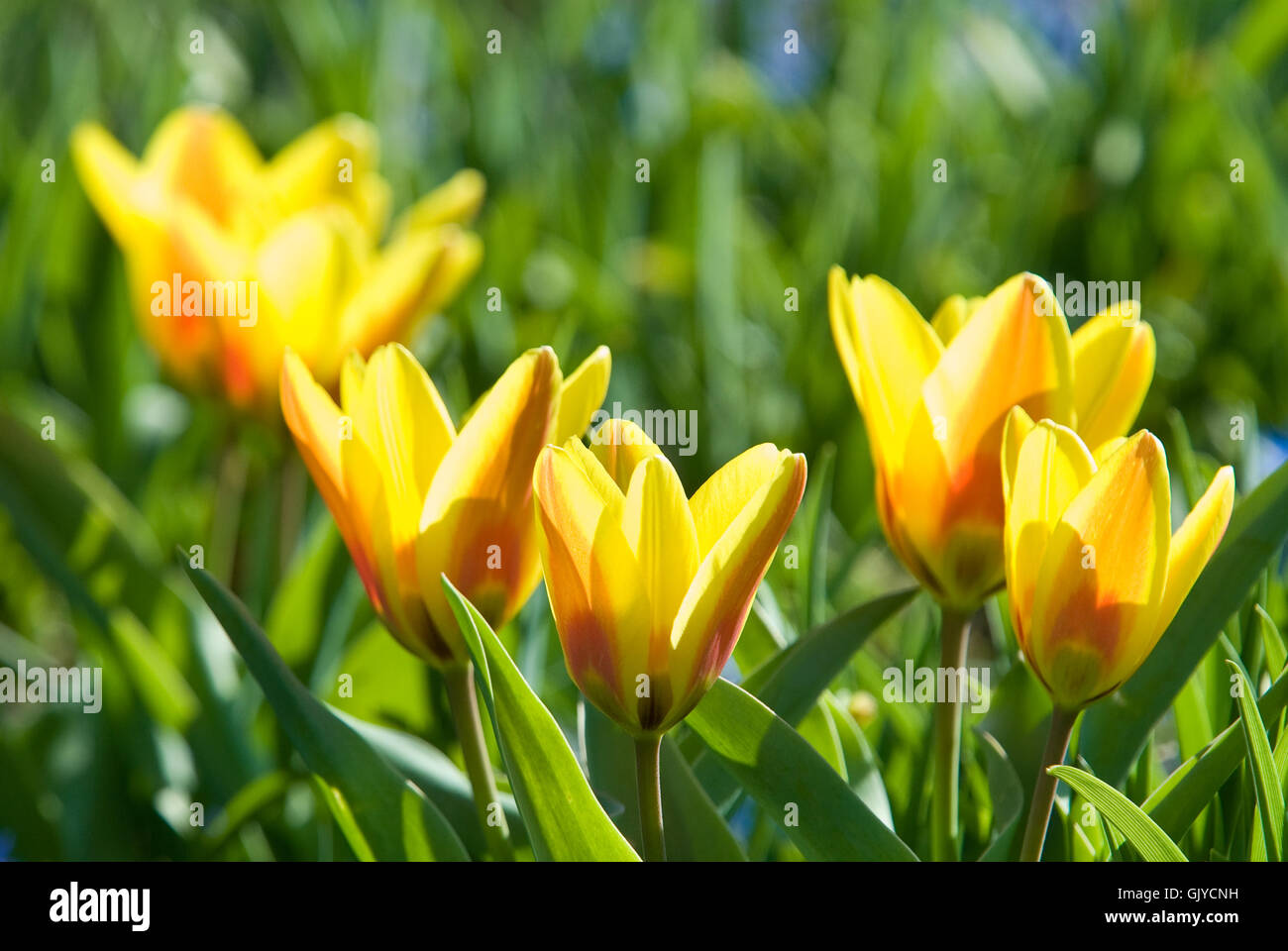 flower plant bloom Stock Photo - Alamy