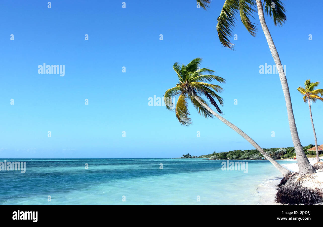 palms wallpaper salt water Stock Photo - Alamy