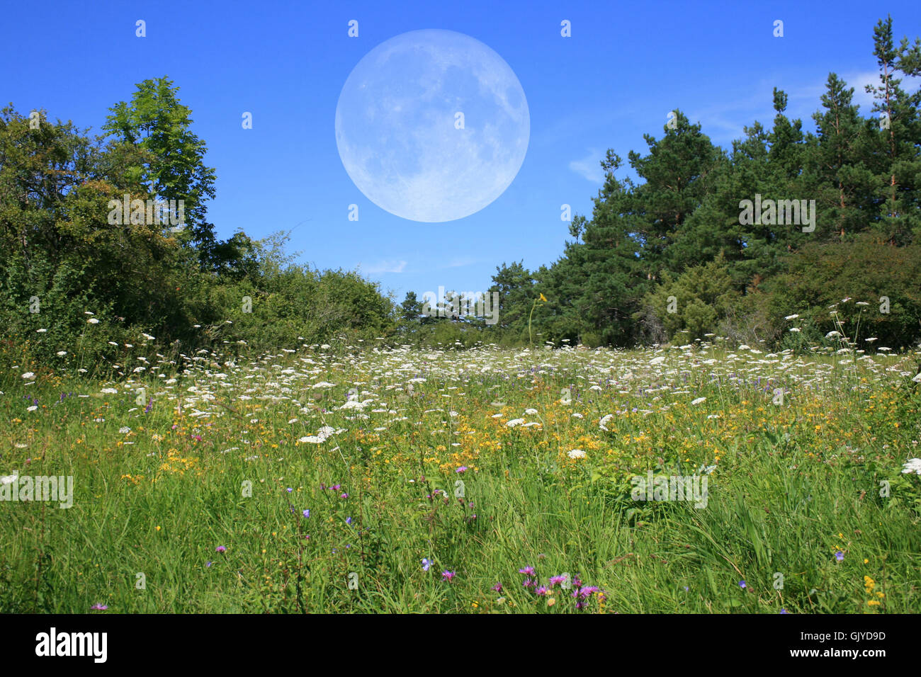 meadow with moon Stock Photo - Alamy