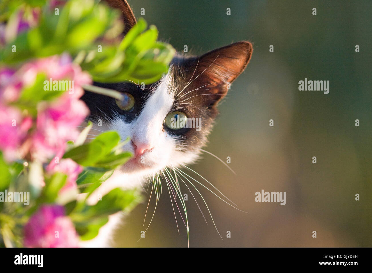 pussycat cat domestic cat Stock Photo - Alamy